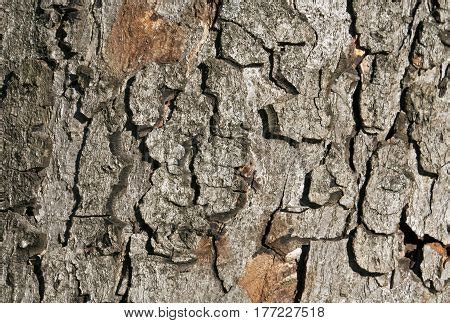 Color Tree Bark Image Photo Free Trial Bigstock