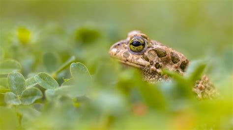 Whats The Difference Between Frogs And Toads Mental Floss