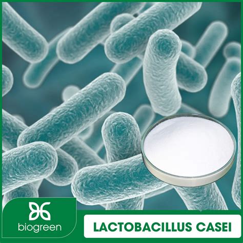 Mua Bán Nguyên Liệu Men Vi Sinh Lactobacillus Casei