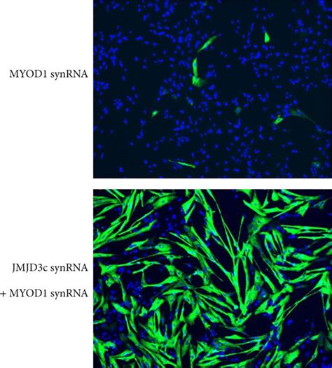 Efficient Myogenic Differentiation Of Hescs By Synrna Mediated Download Scientific Diagram