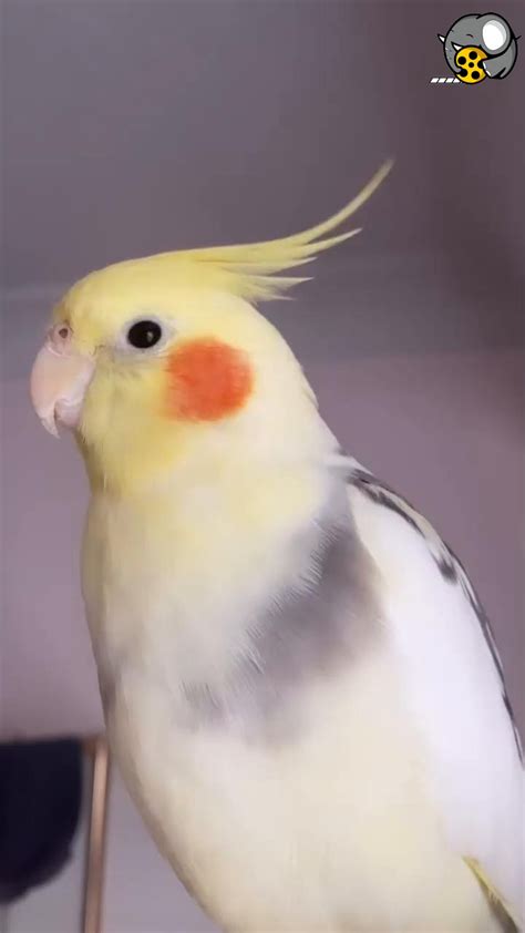 عروس هلندی سخنگو فیلو