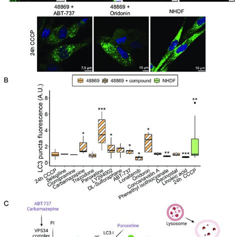 Lc3 Puncta Levels In C19orf12 D18g L132q Fibroblasts Treated With Download Scientific Diagram