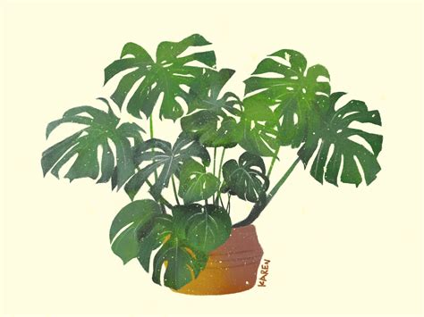 扁平植物插画 龟背竹 自由的小猫喵喵喵 站酷ZCOOL