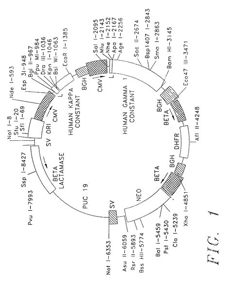 Expression And Use Of Anti Cd20 Antibodies Eureka Patsnap