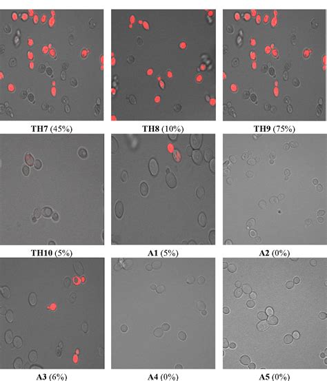 Figure 1 From Synthesis Structure Optimization And Antifungal