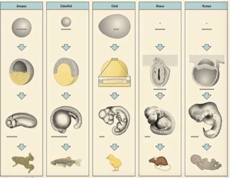 Developmental Intro Lect 17 Flashcards Quizlet