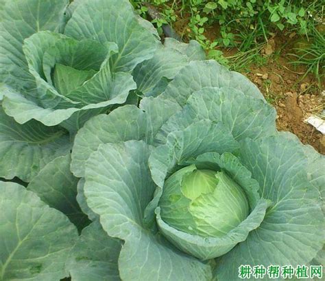 怎样根据结球甘蓝需肥特点进行施肥 耕种帮种植网