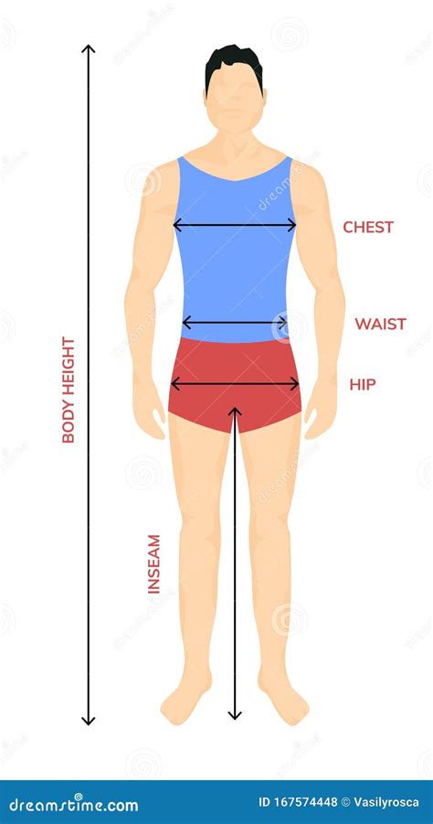 Decode Your Silhouette How The Waist To Hip Chart Shapes Body Shape