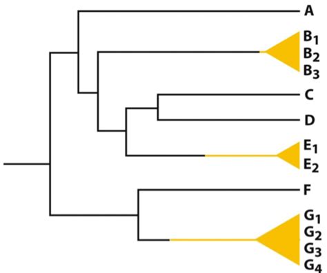 Exam 4 Chapter 16 Speciation Flashcards Quizlet