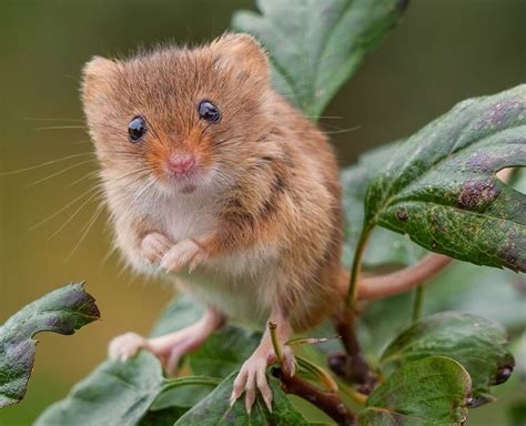 Малыш обжора с очень трудной жизнью 10 интересных фактов про мышь малютку Популярная наука Дзен