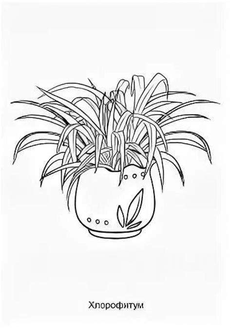 Раскраски Домашние Цветы В Горшках 70 фото