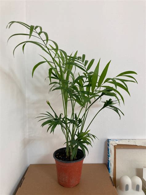 성장이 빠른 열대식물 테이블야자 화분 당근 중고거래