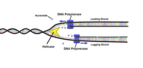 A Balancing Act The Consequences Of Errors In Dna Repair And