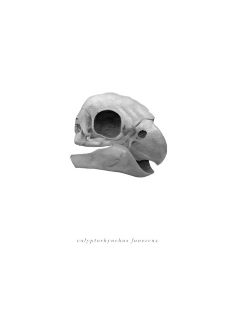 Yellow Tailed Black Cockatoo Skull Art Print Artimalia