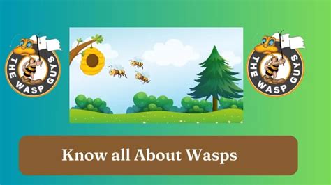 Ppt Know All About Wasps Powerpoint Presentation Free Download Id12123815