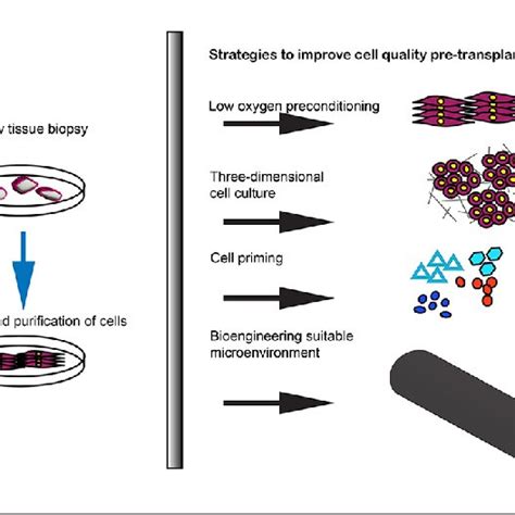 Schematic Overview Of The Different Strategies To Improve Cells Download Scientific Diagram