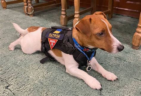 ТВАРИНИ НА СЛУЖБІ ІСТОРІЯ ТА ЕТИЧНІ АЛЬТЕРНАТИВИ