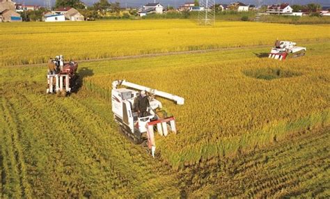 机械化作业为水稻收割按下“快进键” 南通市人民政府
