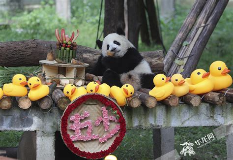 视频 萌翻全场！重庆动物园“顶流”大熊猫莽灿灿一周岁啦 华龙网