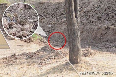 豹子在哪？16歲女孩一張照片引發全民找豹，15萬粉絲懇求告訴答案 每日頭條