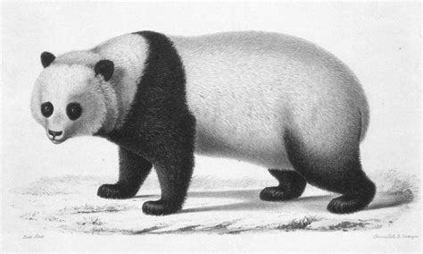 Earthstoriez China On The Giant Panda In History And Mythology