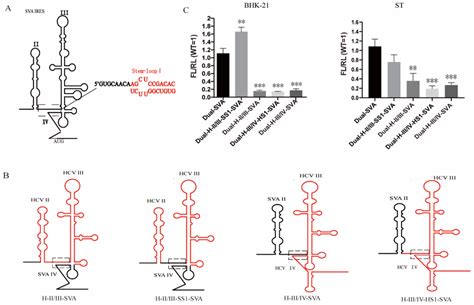 Ires Activities Of Sva Chimera Perturbing Stem Loop I Structure With