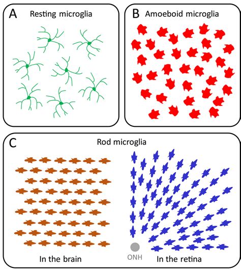 The Diverse Morphologies Of Microglia In The Central Nervous System