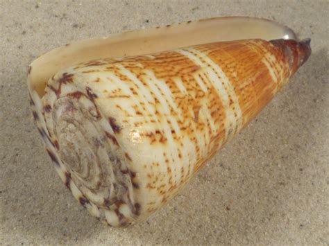 Conus Thalassiarchus Mariei Aus Den Philippinen