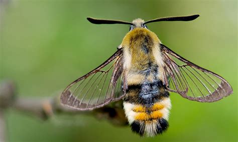 Narrow Bordered Bee Hawk Moth