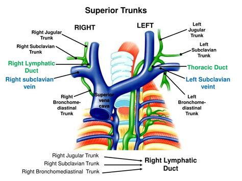 Jugular Trunk Meaning At Carla Apgar Blog