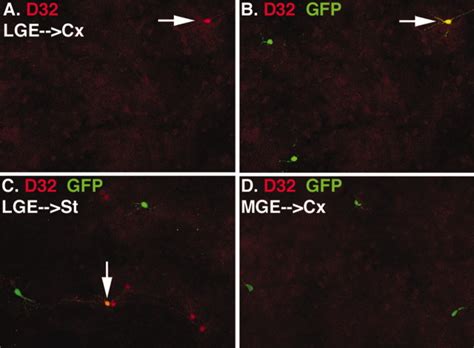 Origins Of Cortical Interneuron Subtypes Abstract Europe Pmc