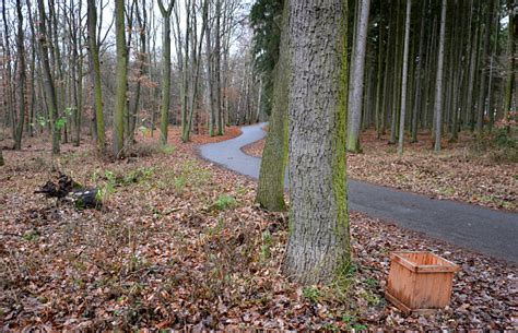 비가 내린 후 가을 숲을 통과하는 구불구불한 길 납치가 발생하지 않는 혼란스러운 숲의 아스팔트 도로는 매우 자주 일어날 수 있습니다 숨겨진 나무 줄기 뒤에 누군가를 숨기고