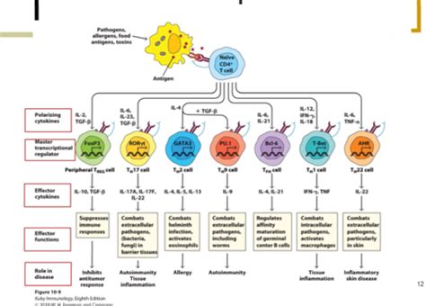 T Cell Maturation Activation And Maturation Flashcards Quizlet