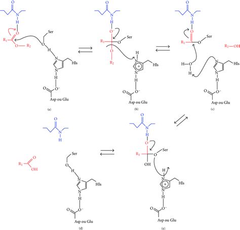Mechanism Of The Hydrolysis Reaction Of Ester Bonds Catalyzed By Download Scientific Diagram
