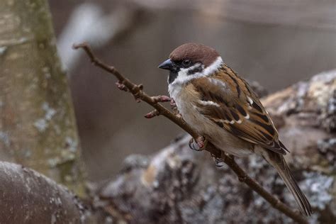 Tree Sparrow Birdforum