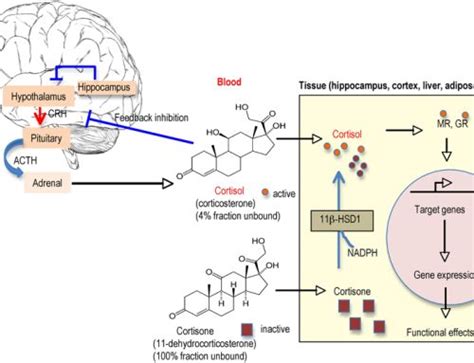 Understanding Stress And Hpa Axis Dr Molly Maloof