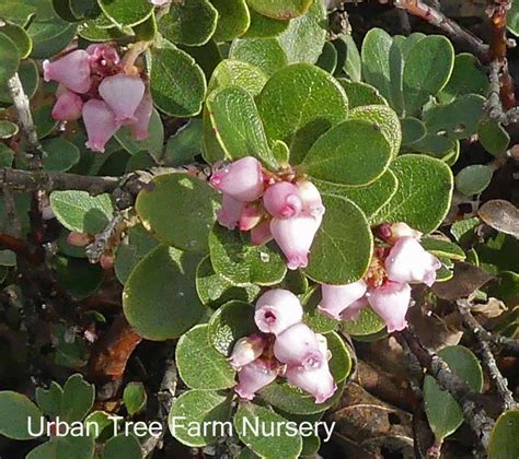 Arctostaphylos Uva Ursi Point Reyes Urban Tree Farm Nursery