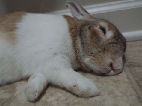 Very Sleepy Boi Rrabbits