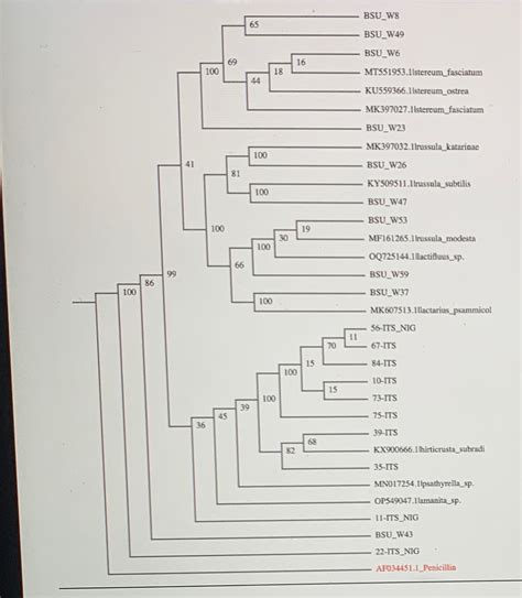 Solved Analyze This Phylogenetic Tree And Describe