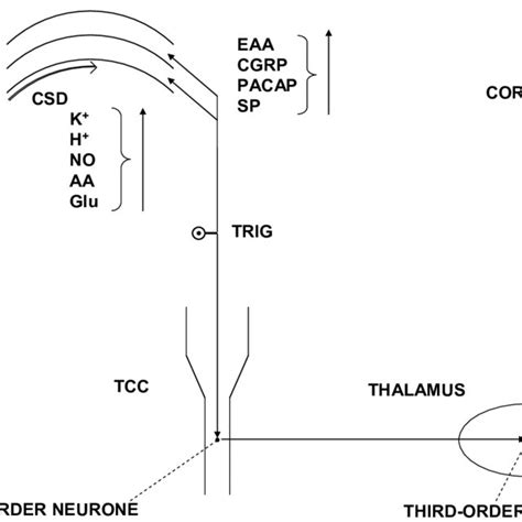 Schematic Presentation Of The Trigeminovascular System Modified By Download Scientific