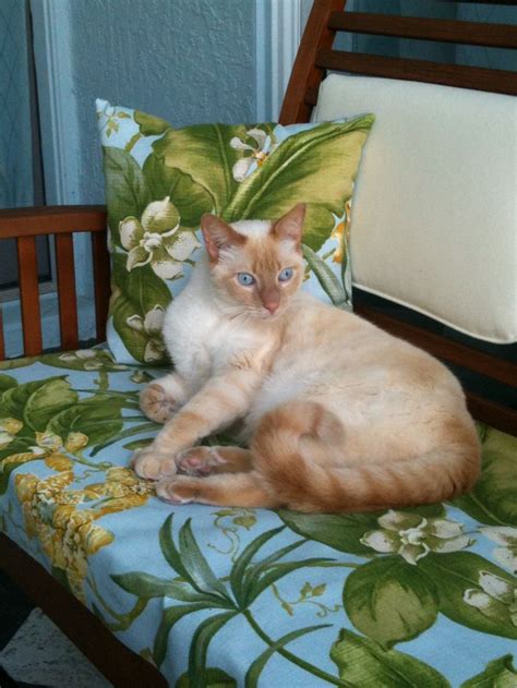 15 Best Images About Flame Point Siamese On Pinterest Cat Names Cats And Siamese Kittens