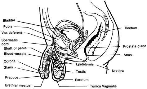 Examine The Diagram Of A Reproductive Process Diagram Dia