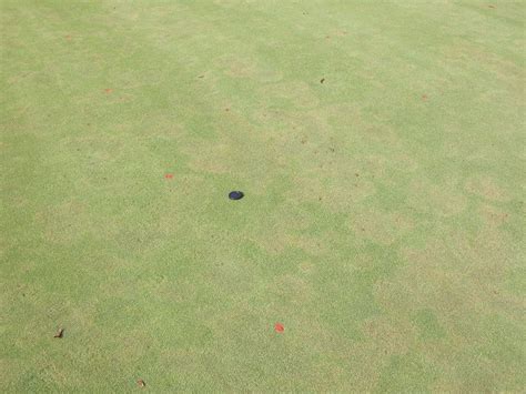 Does Pythium Root Dysfunction Equal Pythium Root Rot Nc State Extension