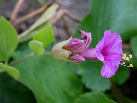 Mirabilis Multiflora Pacific Bulb Society