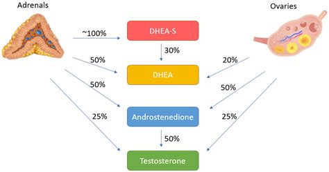 Dhea Sulfate Levels In Adrenal Tumors At Leon Hendricks Blog