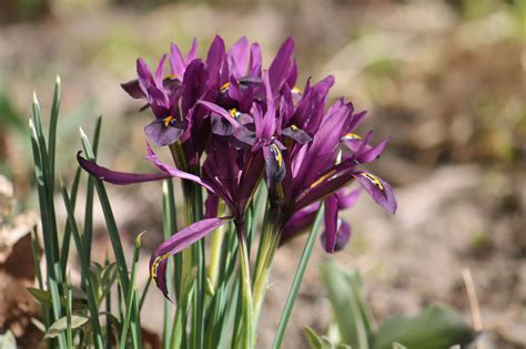 Ирис сетчатый (Iris reticulata, =Иридодиктиум сетчатый) | BOTSAD.BY