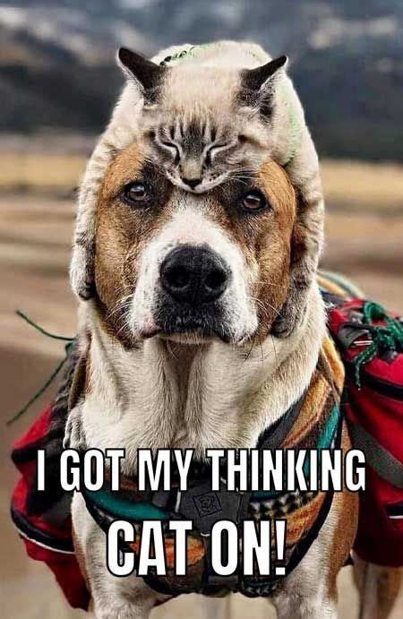 Thinking Cat Blank Template Imgflip