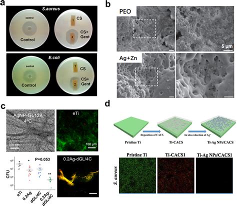 Hybrid Coatings For Enhanced Antibacterial Properties A Antibiotics Download Scientific