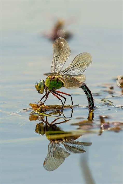 Dragonfly Reproduction Discover How These Amazing Creatures Mate A Z