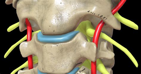Nervios Raquídeos Qué Son Tipos Y Funciones En El Cuerpo